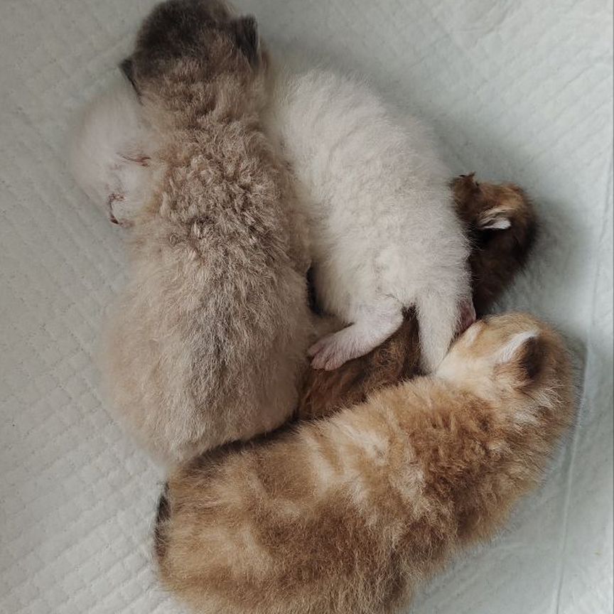 Шотландские котята