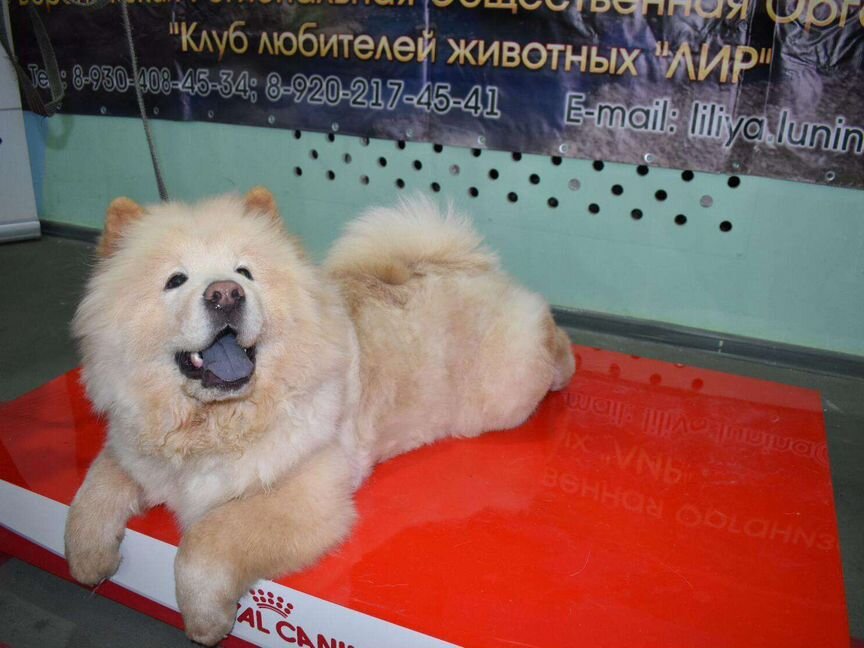 Чау-чау