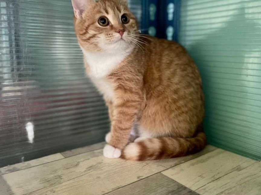 Кошка