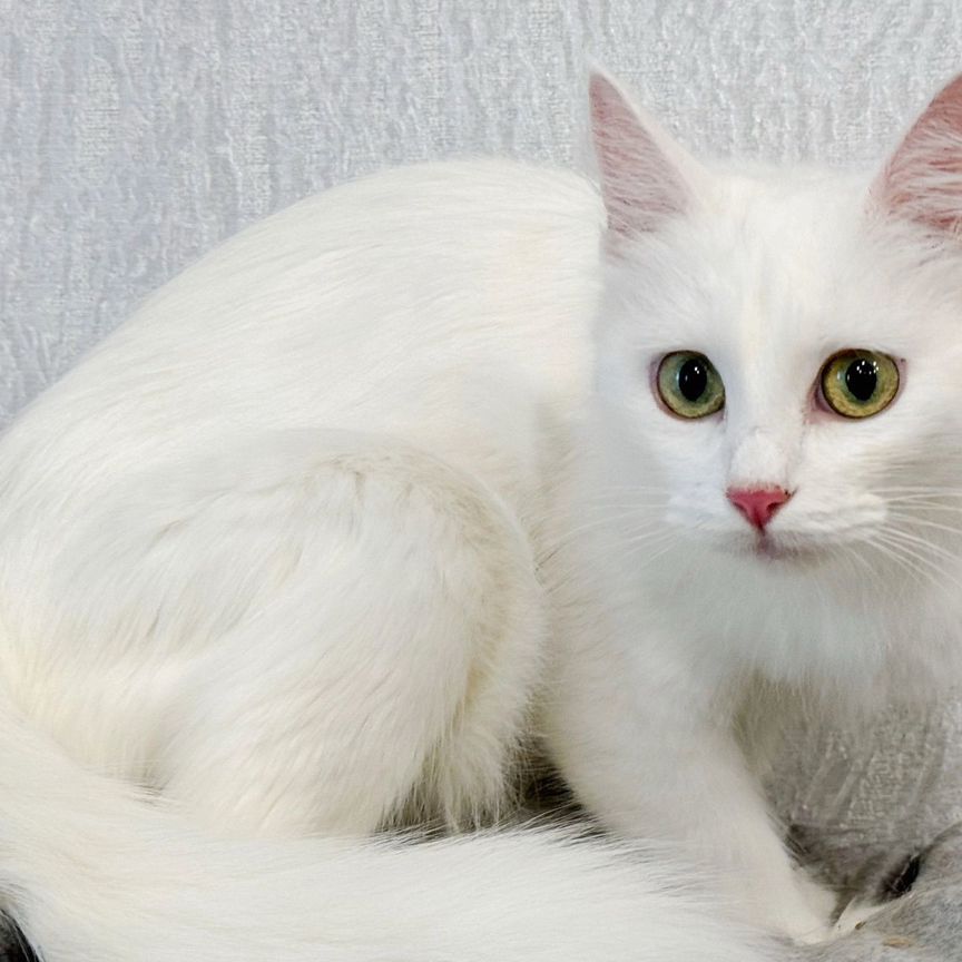 Кошечка Бель ищет свой дом
