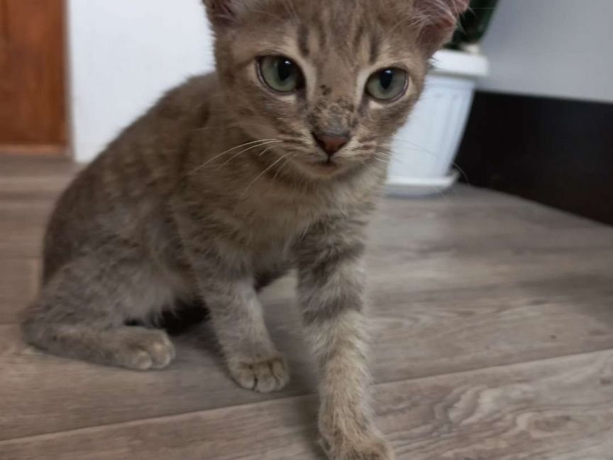 Котенок