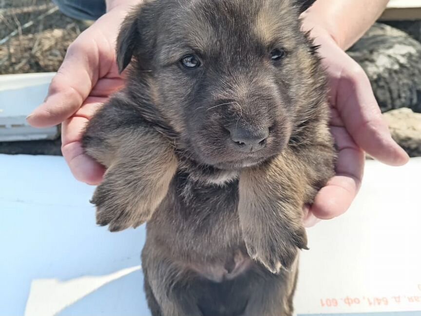 Найдены щенки