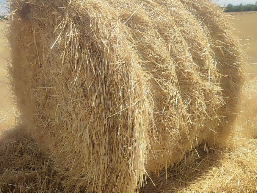 Салома в рулонах