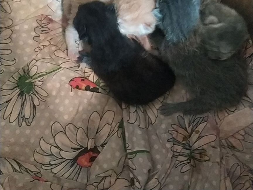 Котята в добрые руки