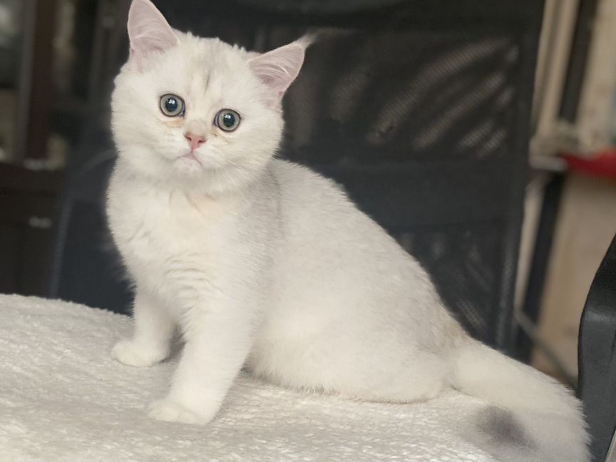 Шотландский котик Каспер