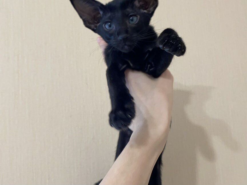 Ориентальные котята с документами