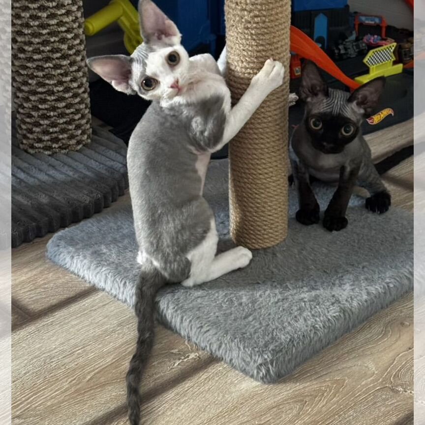 Котята девон-рекс девочки