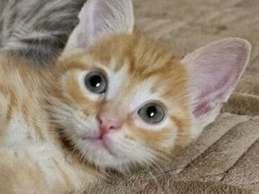 Котенок Рыжее солнышко