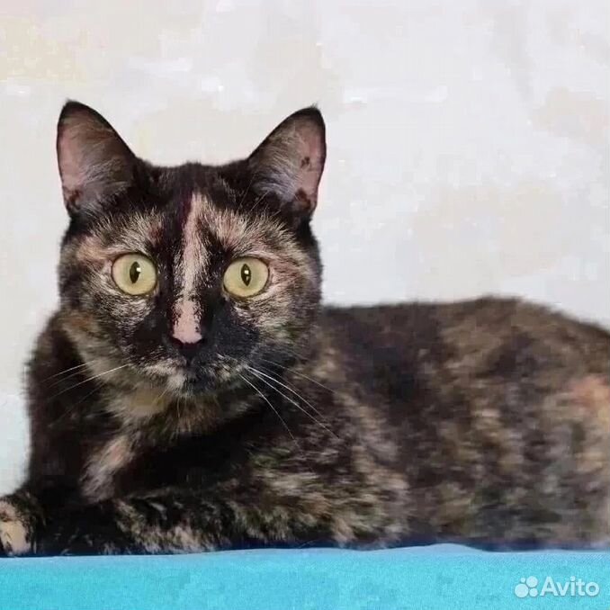 Кора ищет дом