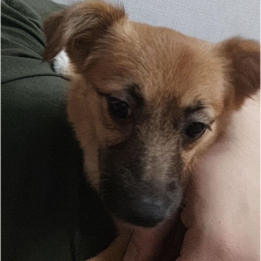 Помчи, щенок