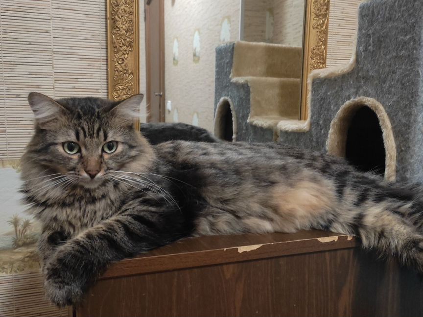 Кошка в дар бесплатно