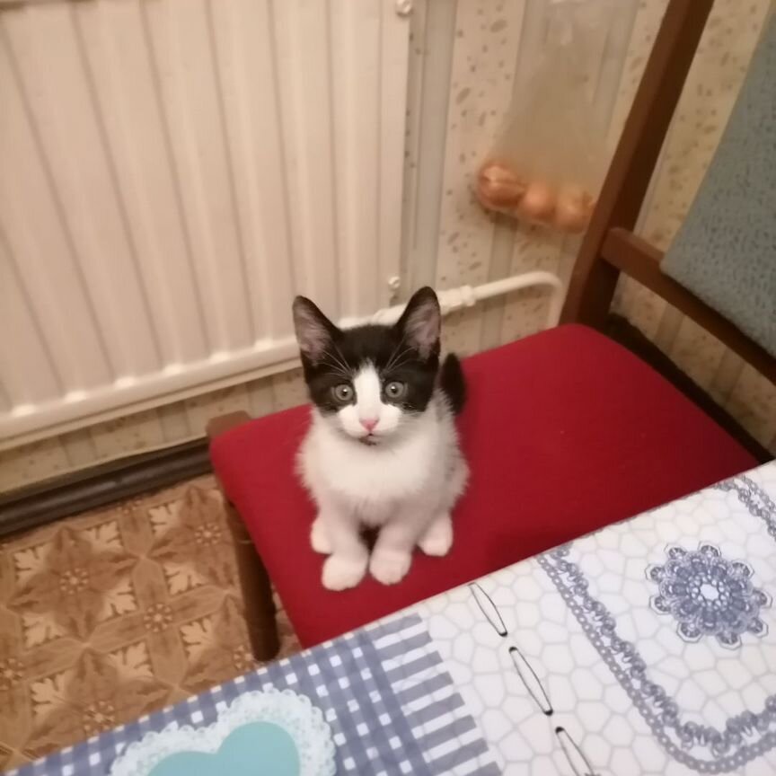 Катенок в добрые руки