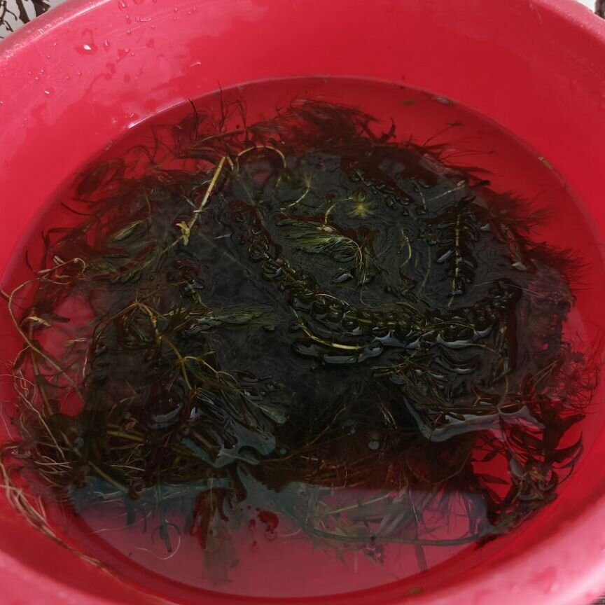 Растения для аквариума