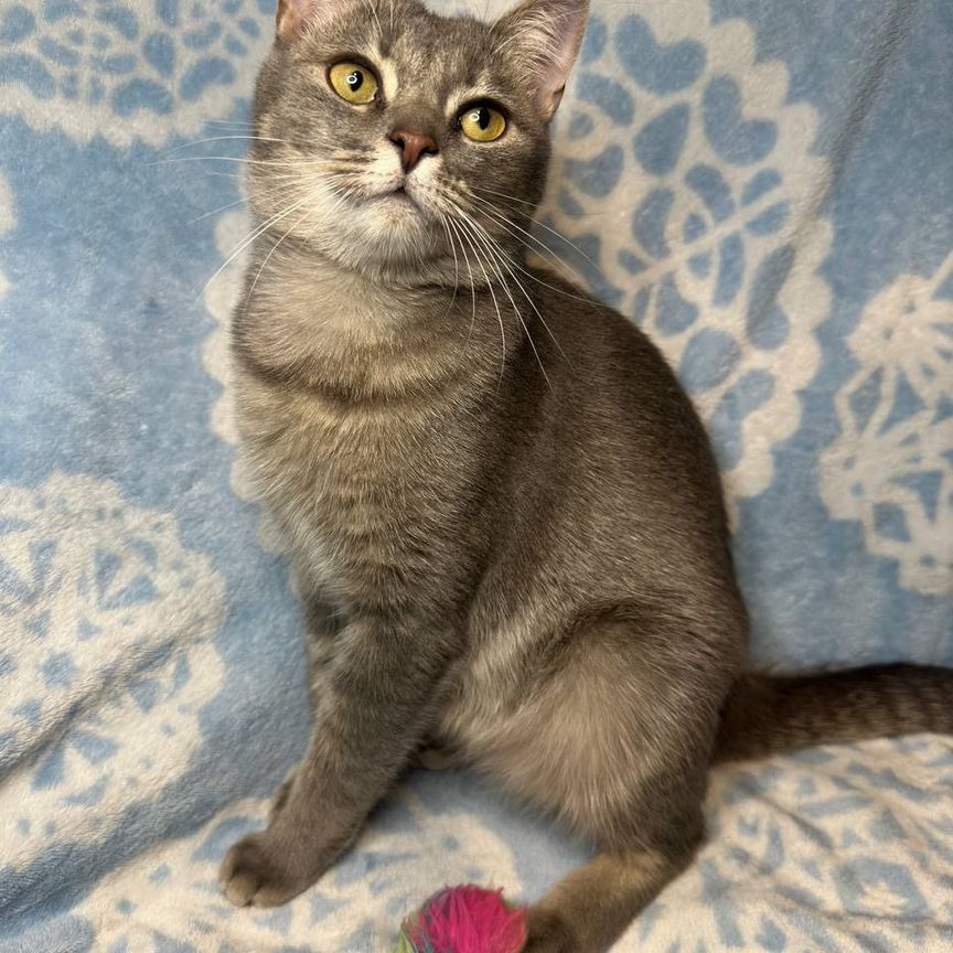 Кошка