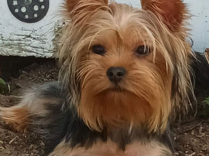 Йоркширский терьер девочка