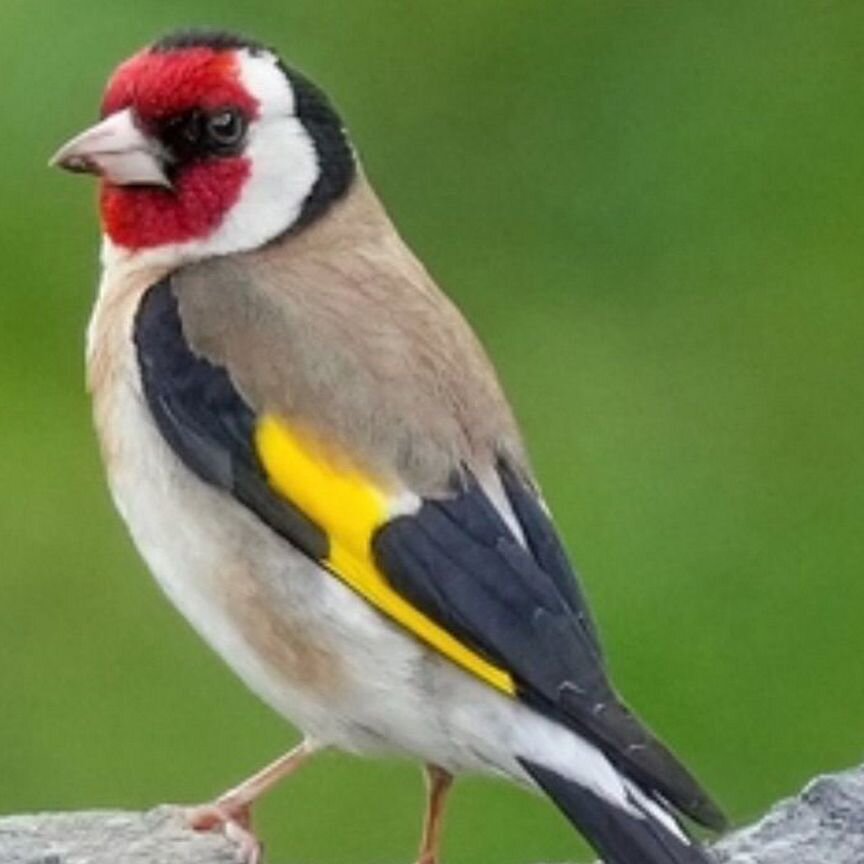 Щегол, певчии птицы