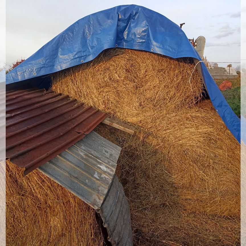 Продам сено в рулонах