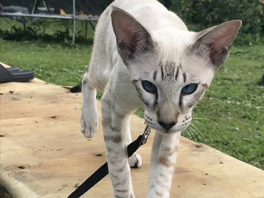 Ориентальный кот вязка