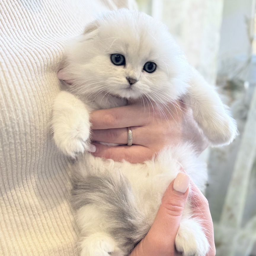 Шотландский вислоухий котенок