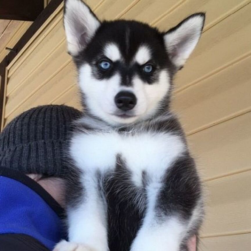 Сибирский хаски, щенок