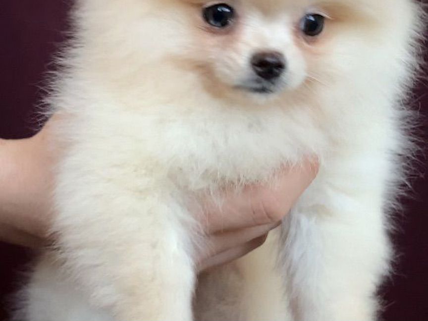 Миниатюрная малышка