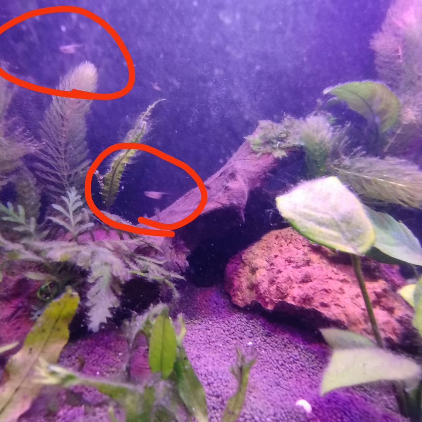 Мальки гуппи