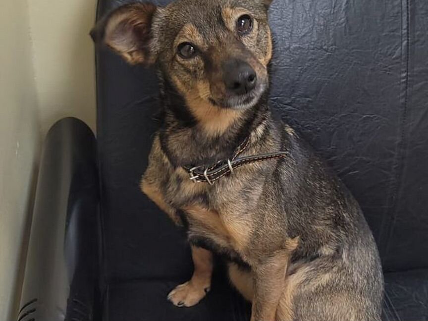 Маленькая собачка