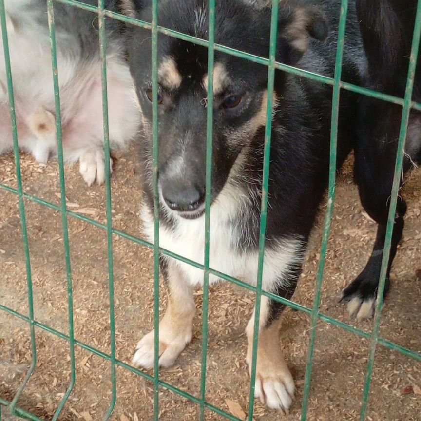 Маленький пес в отлове