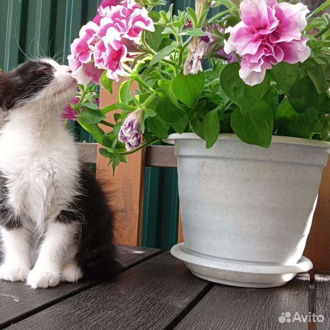 Пушистый комочек счастья отдаю котенка бесплатно