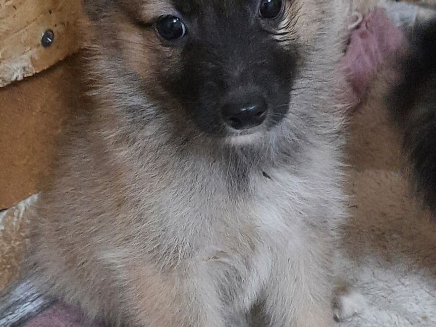 Собака в добрые руки щенок