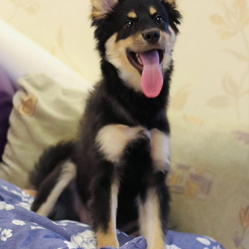 Щенок фенотип длинношерстной овчарки Доставка