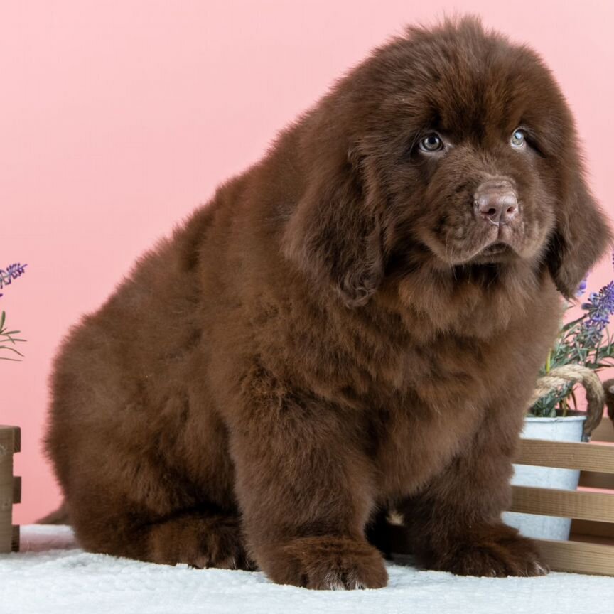 Ньюфаундленд, щенок