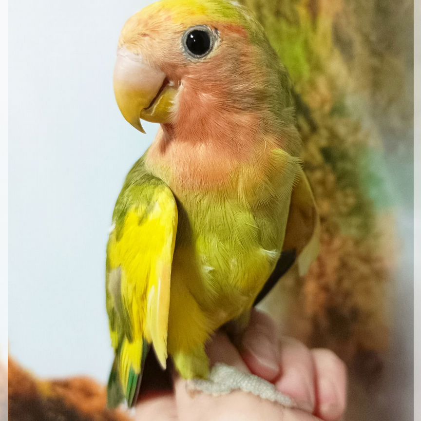 Попугай неразлучники малышы