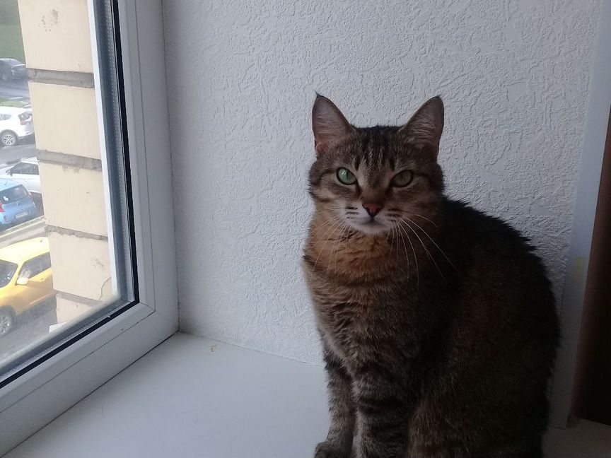 Отдам кошку в добрые руки