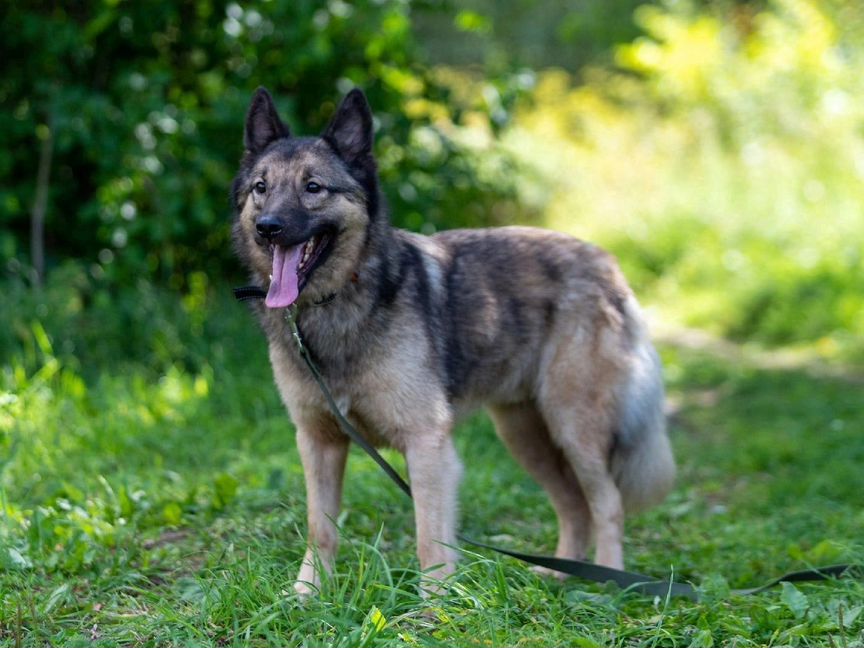 Кобель Чижик в хорошую семью бесплатно