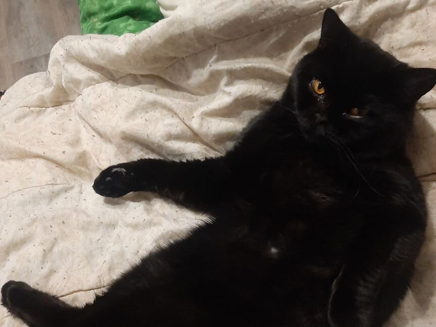Кошки