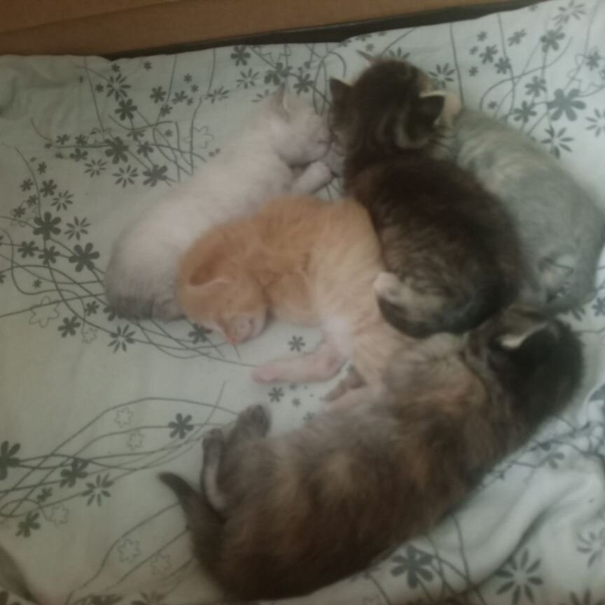 Котята в добрые руки мальчики 1 месяц