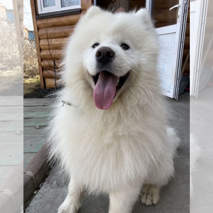 Самоедская лайка вязка