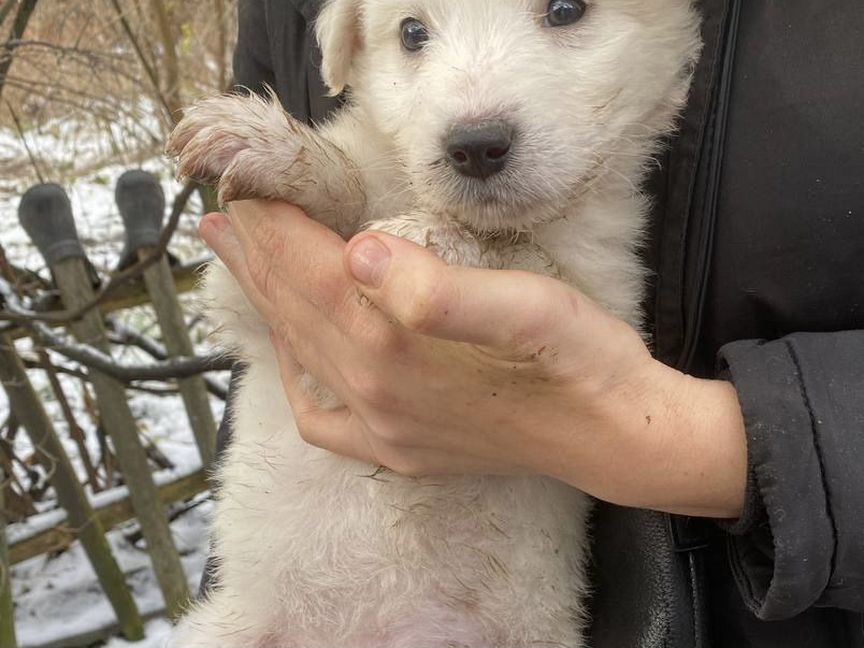 Мальчишка беляшик ищет дом