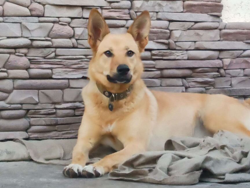 Собака, лапочка Персик