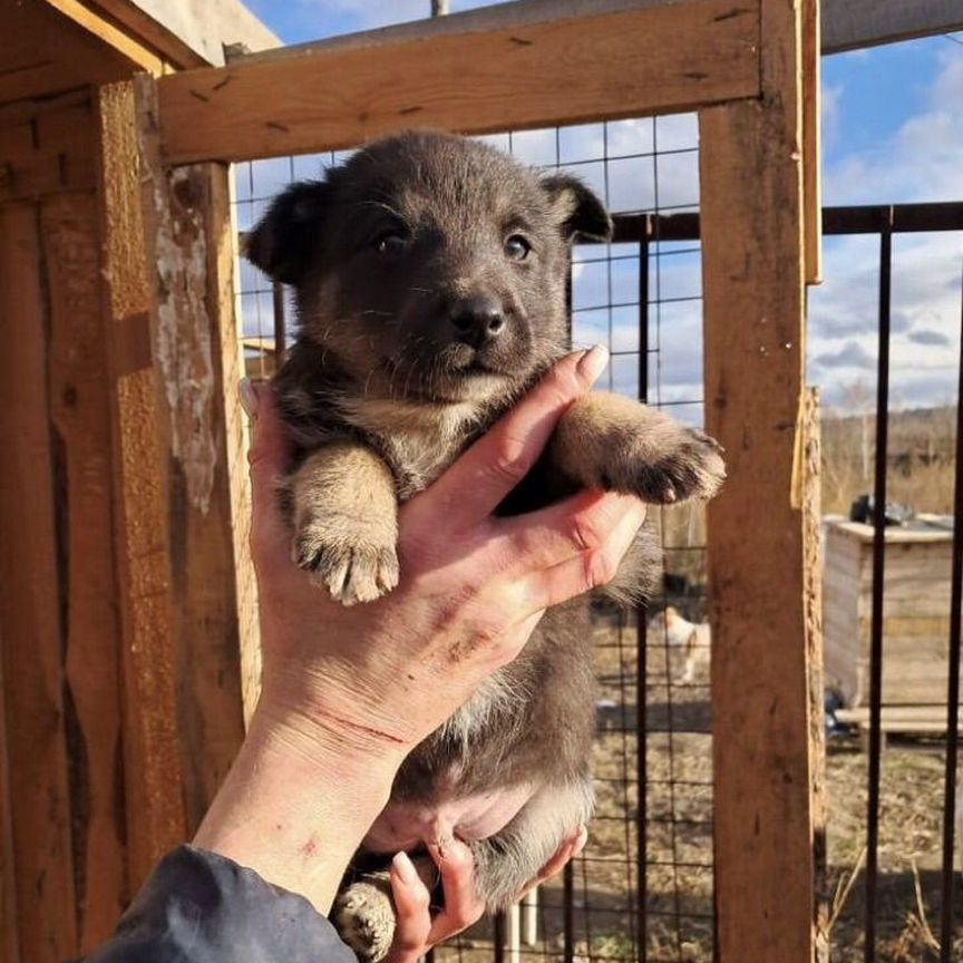 Шенки в ответственные руки