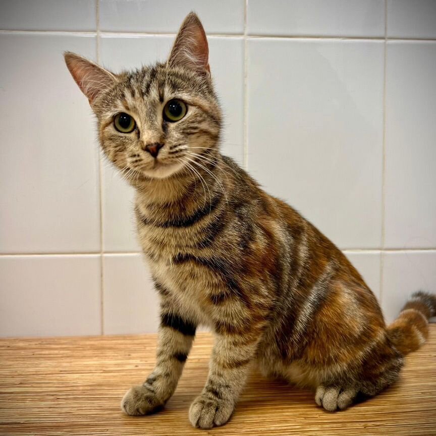 Кошка