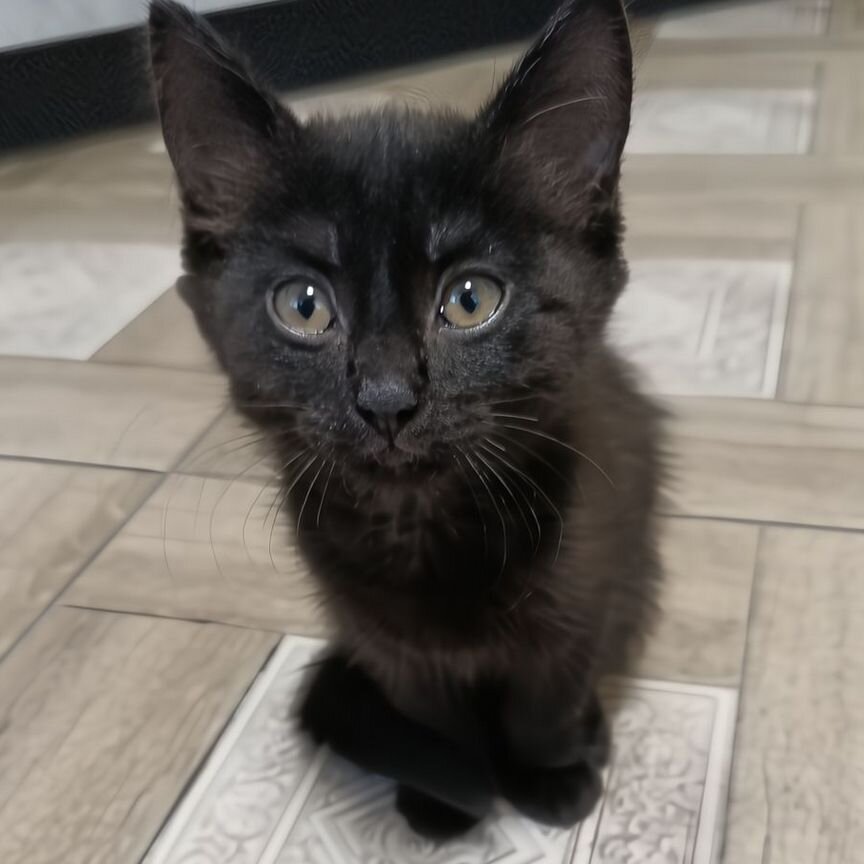 Котёнок в добрые руки