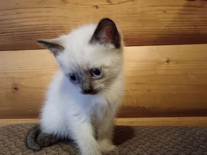 Сиамская кошечка