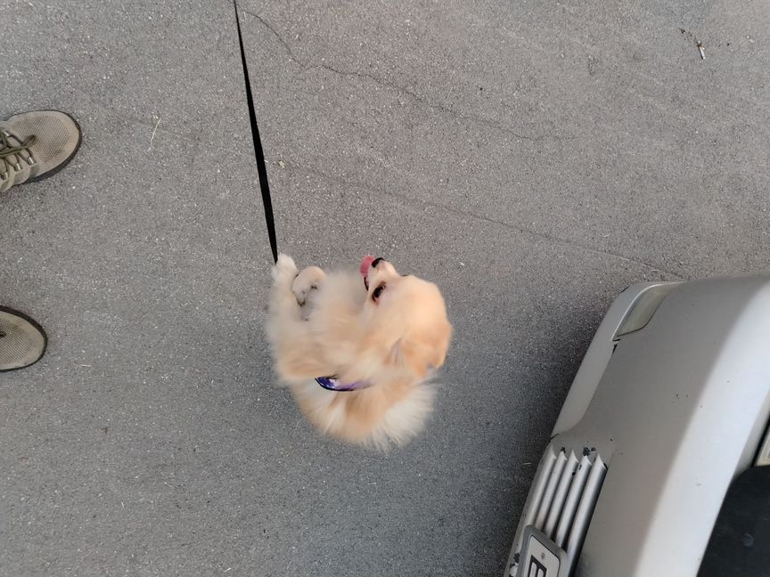 Померанский шпиц вязка кобель