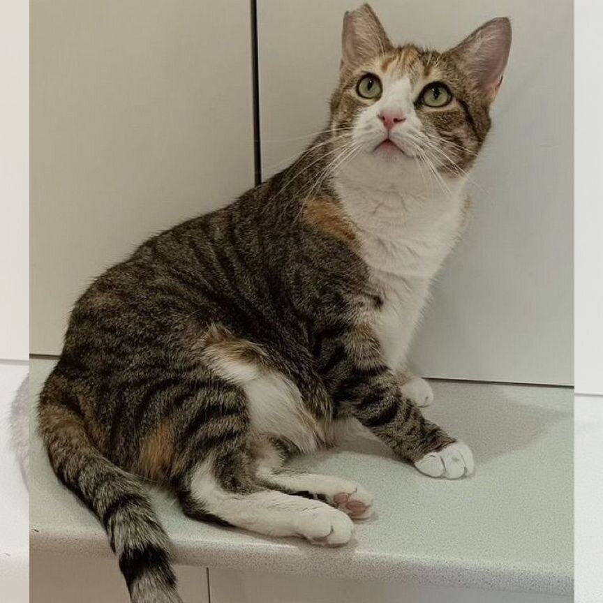 Взрослая кошка от частного владельца