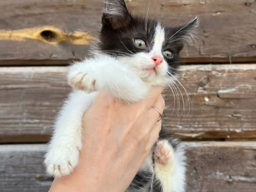Котенок в добрые руки