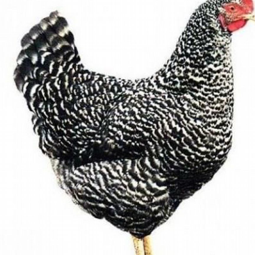 Молодка кроссов Браун Ник и Доминант