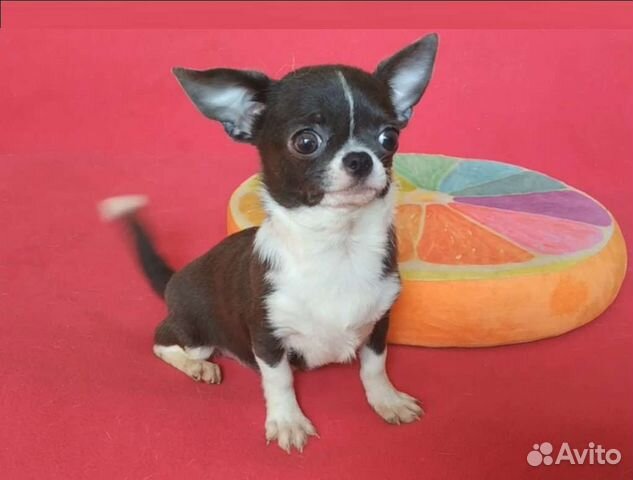 Щенки чихуахуа большой выбор