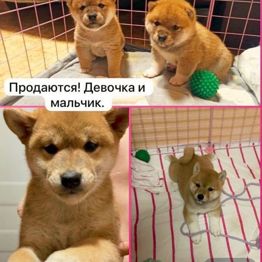 Щенки сиба ину